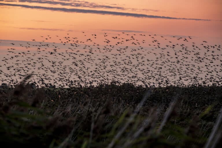 16 attracties op Rømø: ervaar de beste attracties van het eiland ...